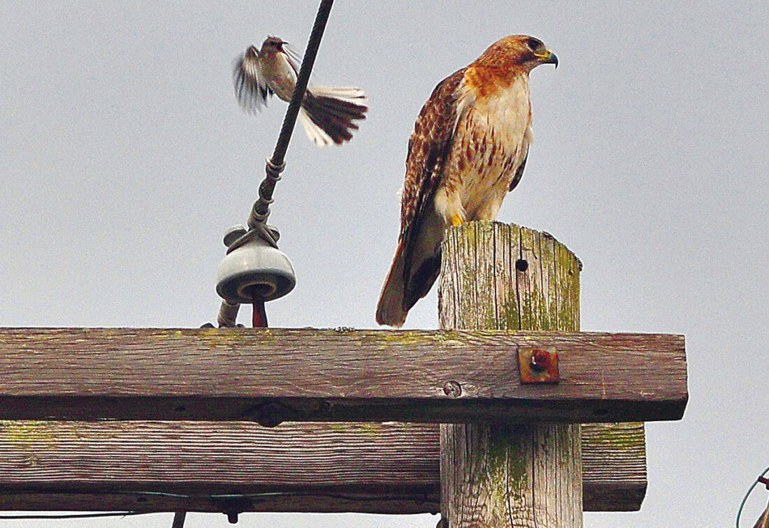 Picture This: ‘Hey! Birdbrain!’ | News, Sports, Jobs - News and Sentinel